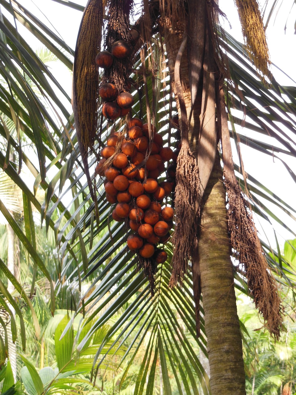 Orania, who knows? - DISCUSSING PALM TREES WORLDWIDE - PalmTalk