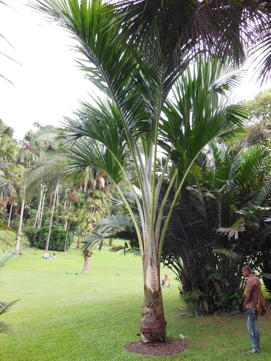 2 Metroxylon - DISCUSSING PALM TREES WORLDWIDE - PalmTalk