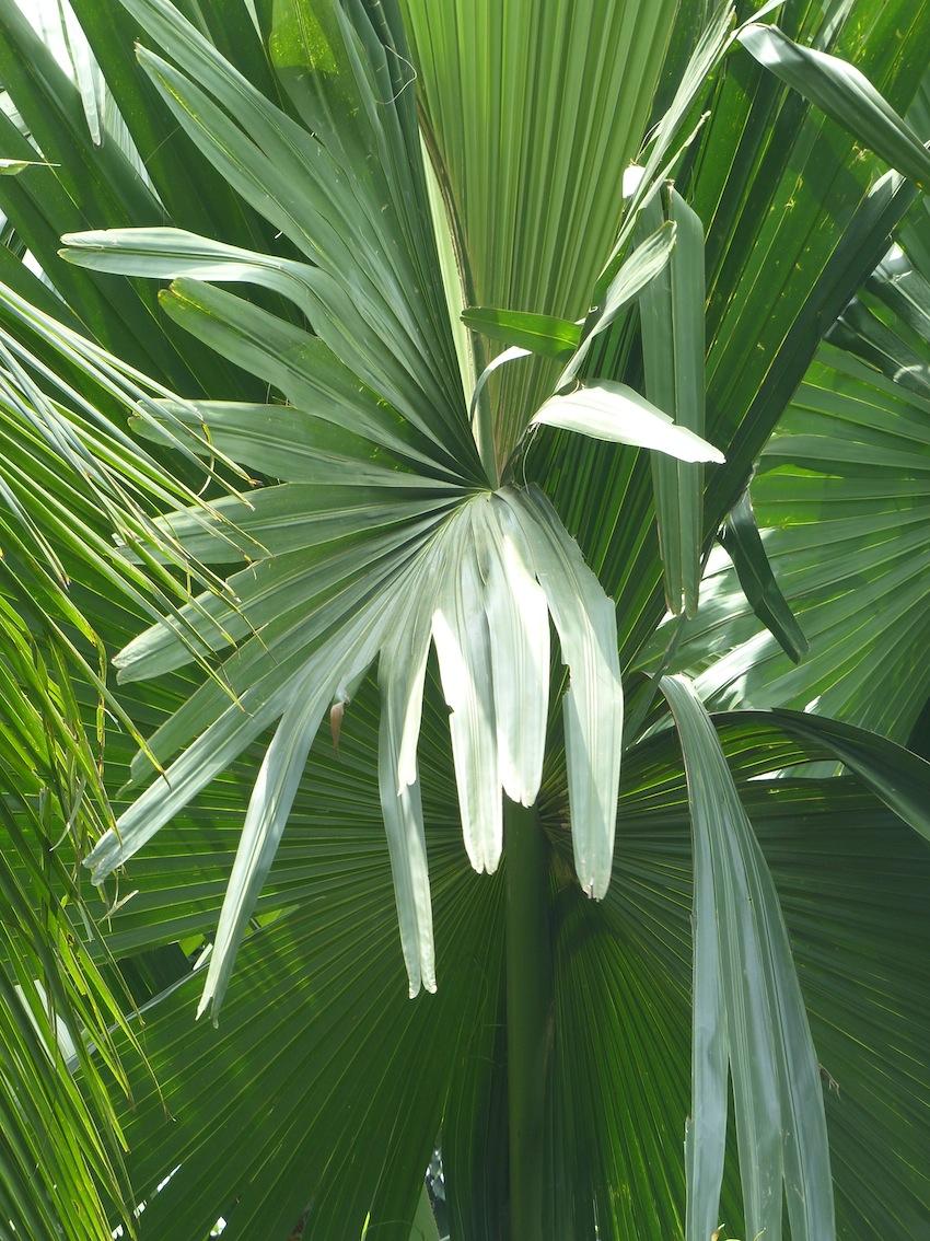 Talipot trail - DISCUSSING PALM TREES WORLDWIDE - PalmTalk
