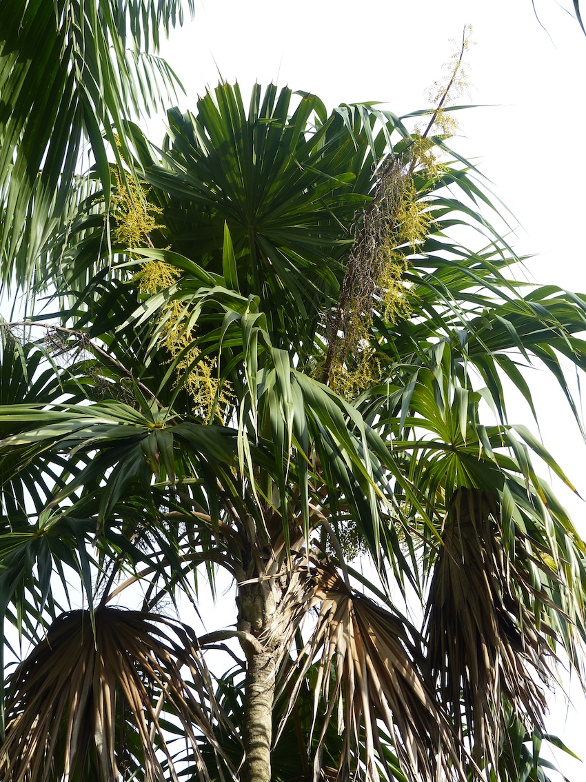 Thrinax radiata in Peradeniya - DISCUSSING PALM TREES WORLDWIDE - PalmTalk