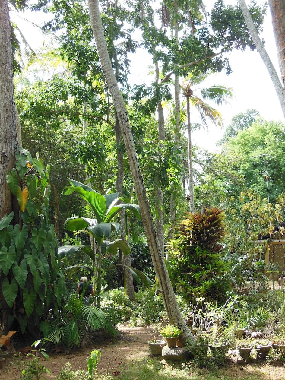 Hydriastele beguinii ' Obi Island' - DISCUSSING PALM TREES WORLDWIDE ...