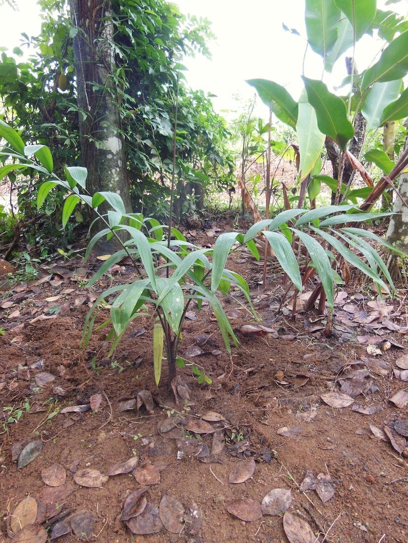 Oenocarpus mapora in the garden - DISCUSSING PALM TREES WORLDWIDE ...