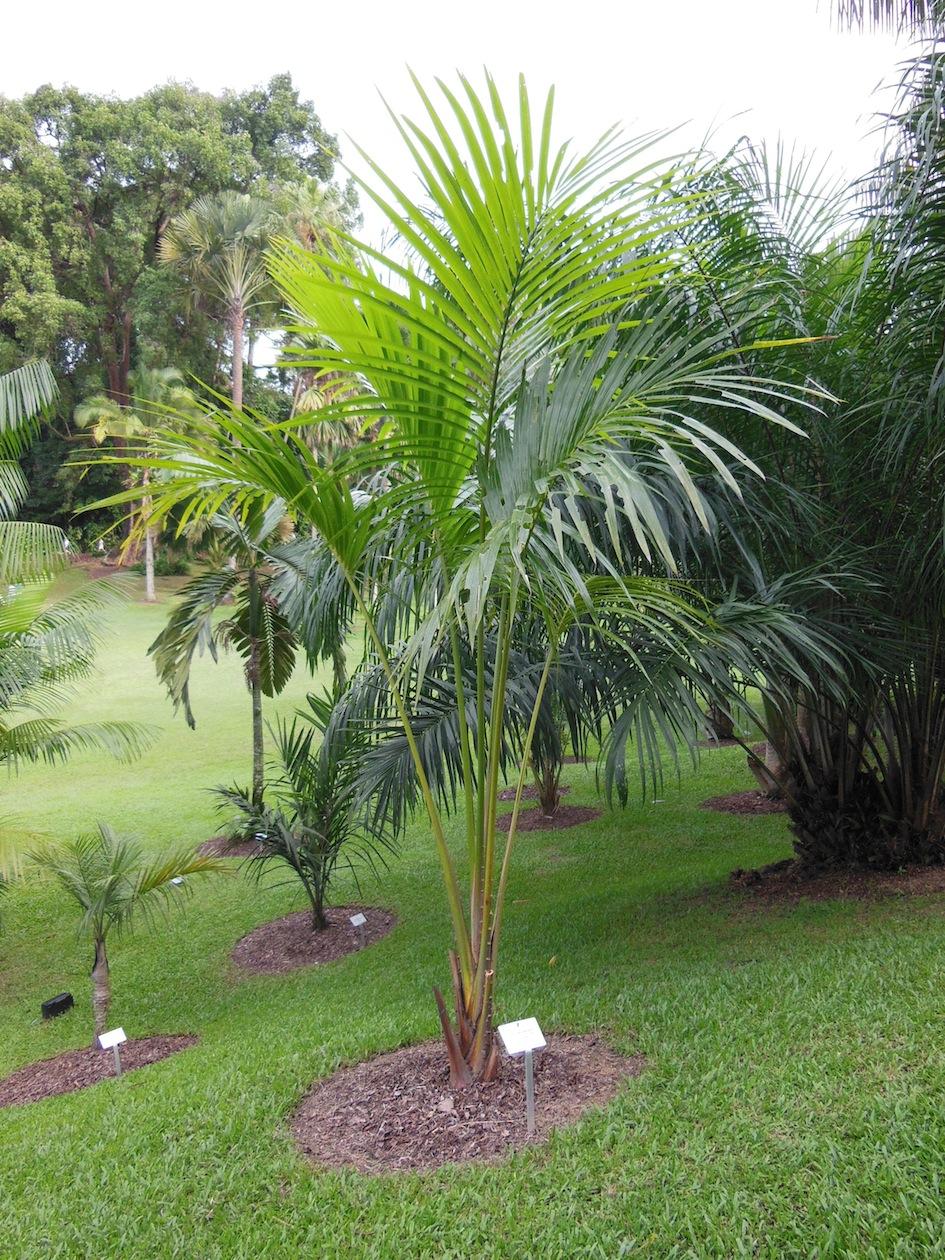 2 Metroxylon - DISCUSSING PALM TREES WORLDWIDE - PalmTalk