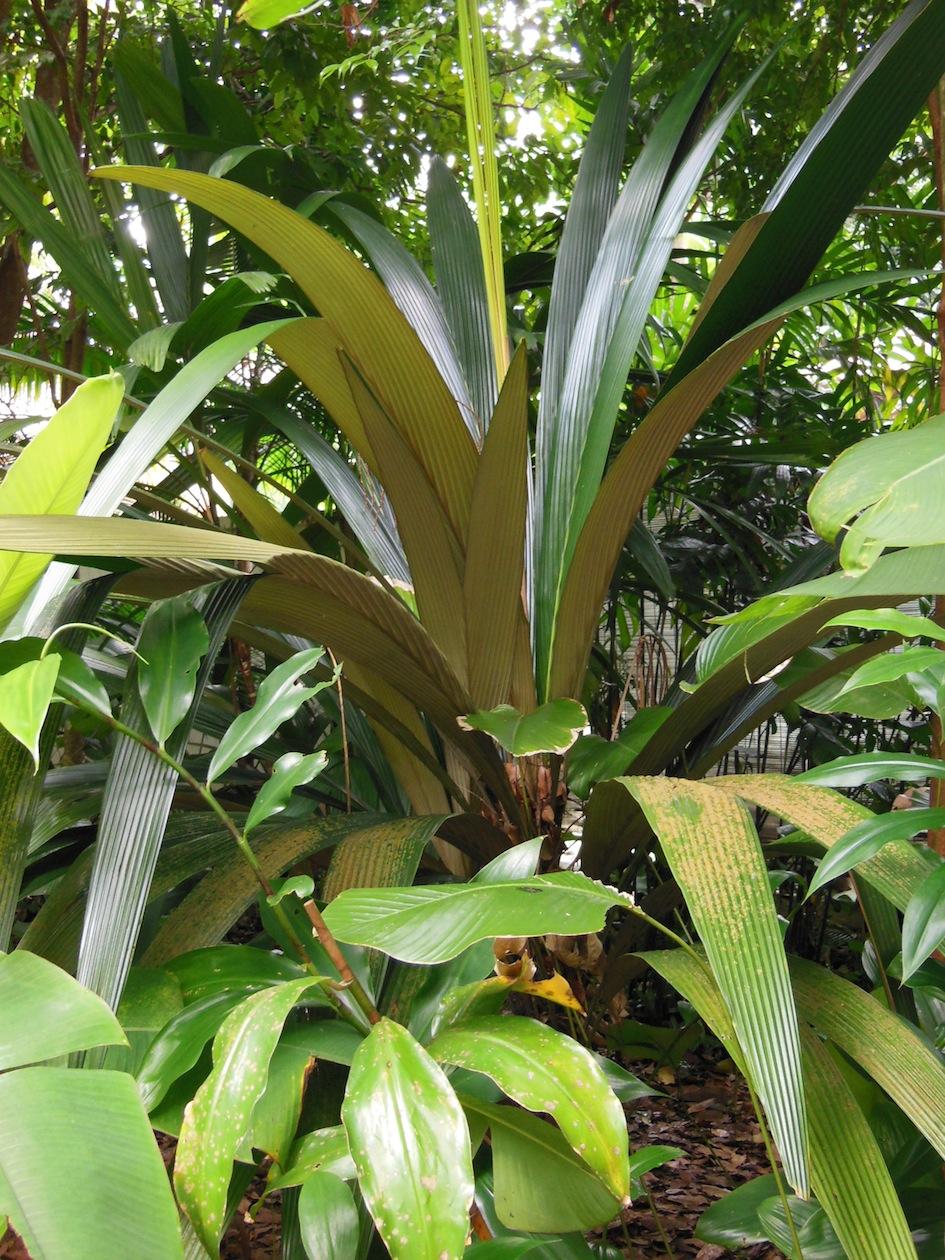 Sommieria, 2 species! - DISCUSSING PALM TREES WORLDWIDE - PalmTalk