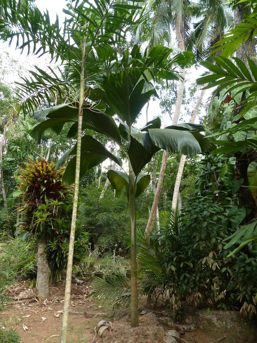 Hydriastele beguinii ' Obi Island' - DISCUSSING PALM TREES WORLDWIDE ...