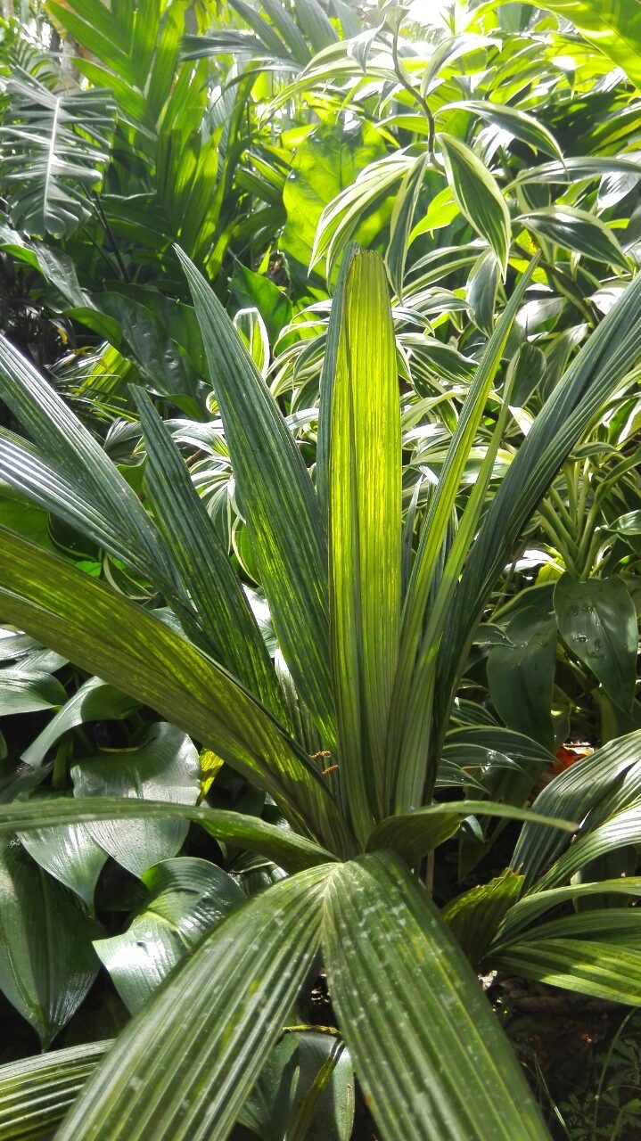 blooming Sommieria leucophylla - DISCUSSING PALM TREES WORLDWIDE - PalmTalk