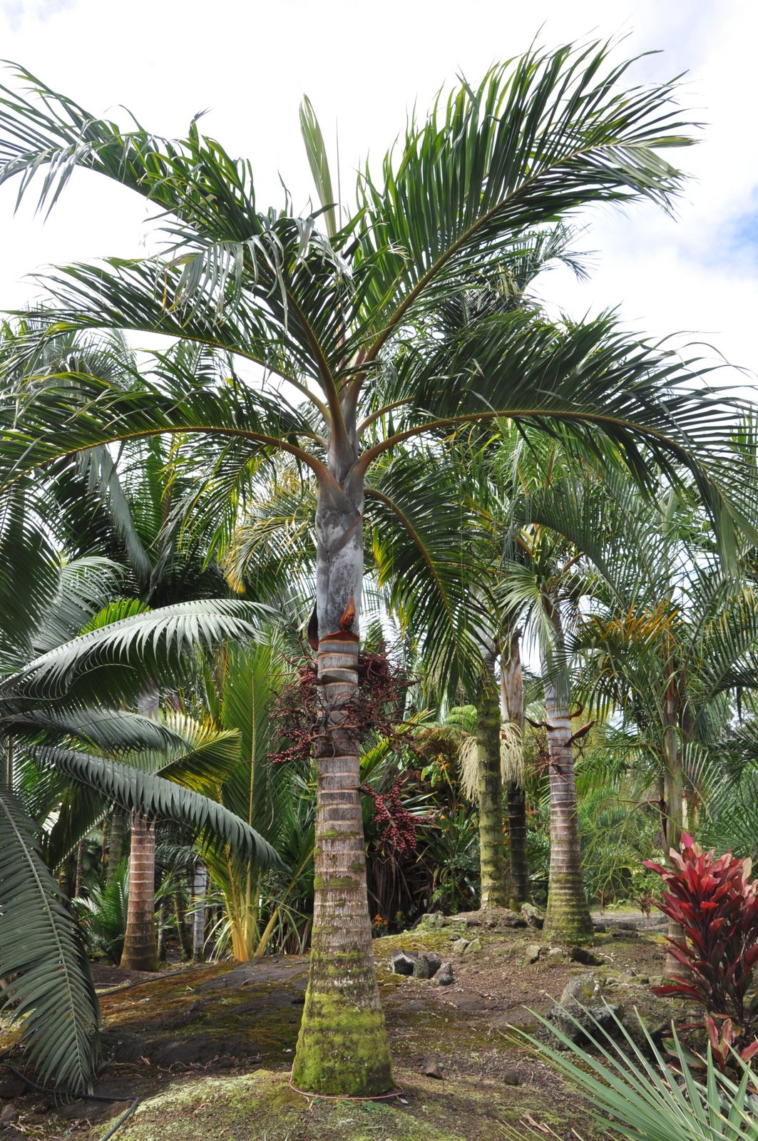 Bentinckia condapanna - DISCUSSING PALM TREES WORLDWIDE - PalmTalk