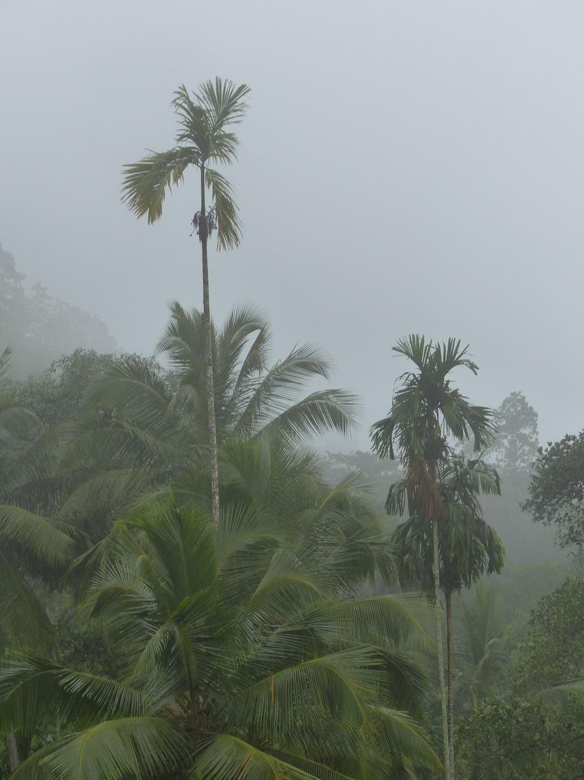 Palms in the mist - DISCUSSING PALM TREES WORLDWIDE - PalmTalk