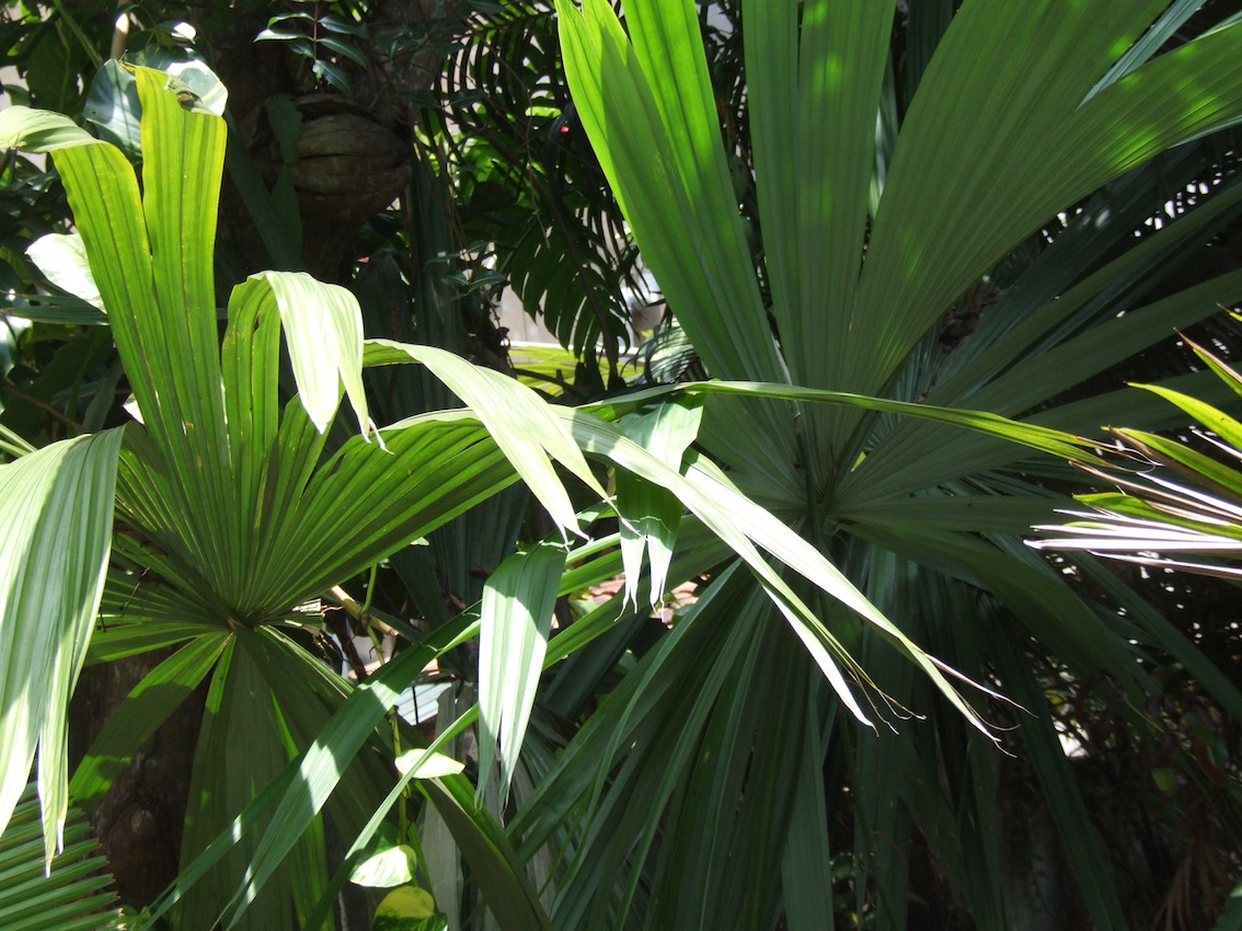Lost palm. What can it be? - DISCUSSING PALM TREES WORLDWIDE - PalmTalk