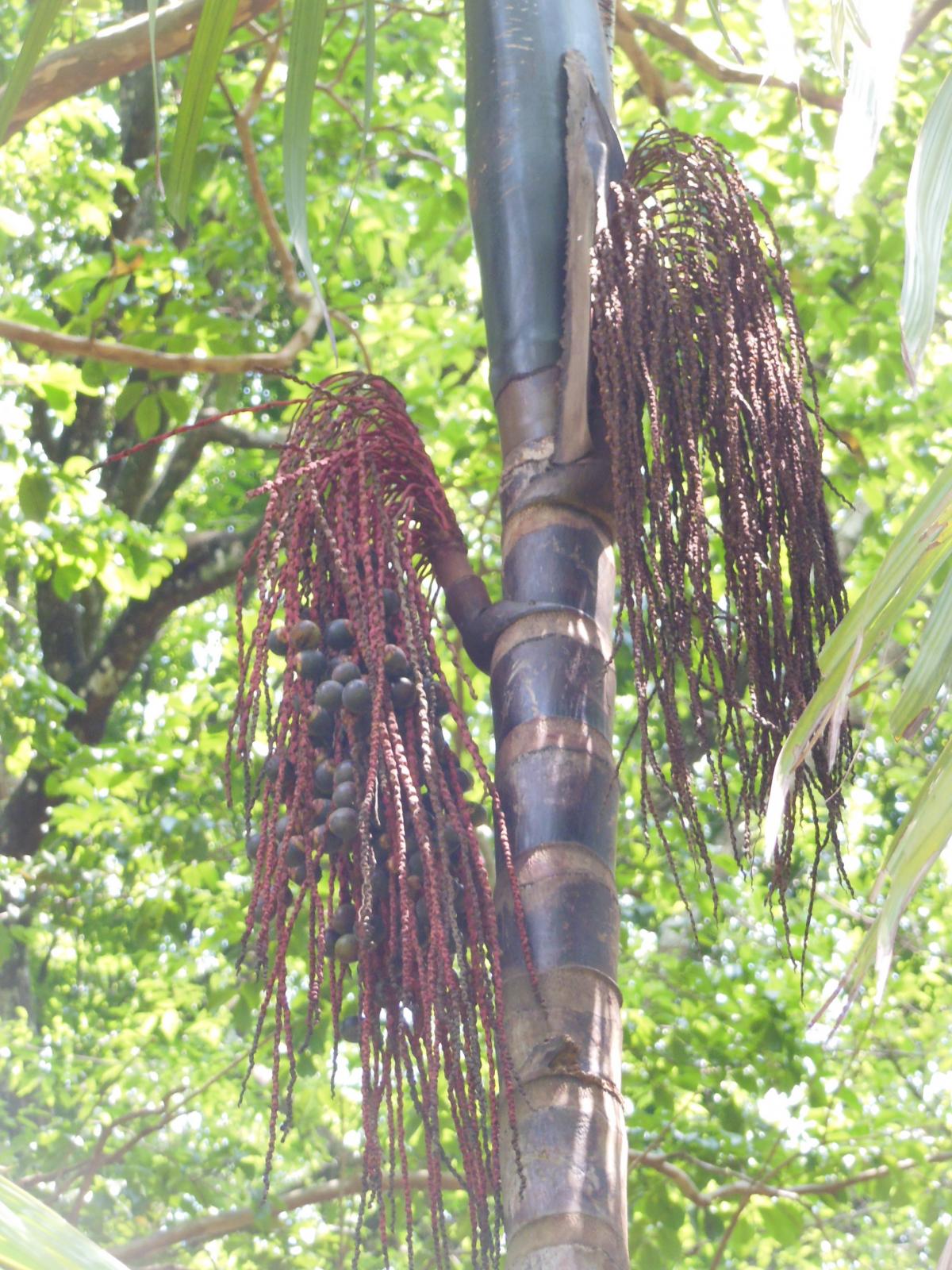 Oenocarpus mapora - DISCUSSING PALM TREES WORLDWIDE - PalmTalk