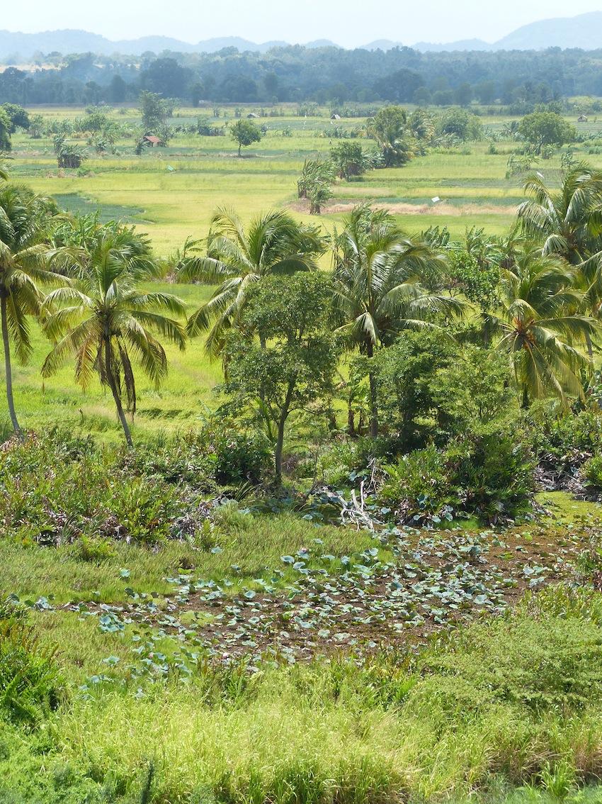 Fertile lands - DISCUSSING PALM TREES WORLDWIDE - PalmTalk