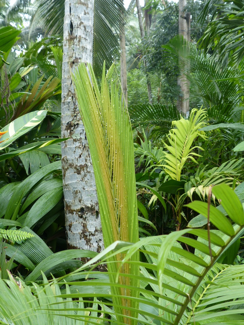 Archontophoenix alexandrae var beatricea - DISCUSSING PALM TREES ...