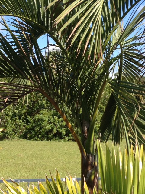 Help! My Carpoxylons are dying (again). - DISCUSSING PALM TREES ...