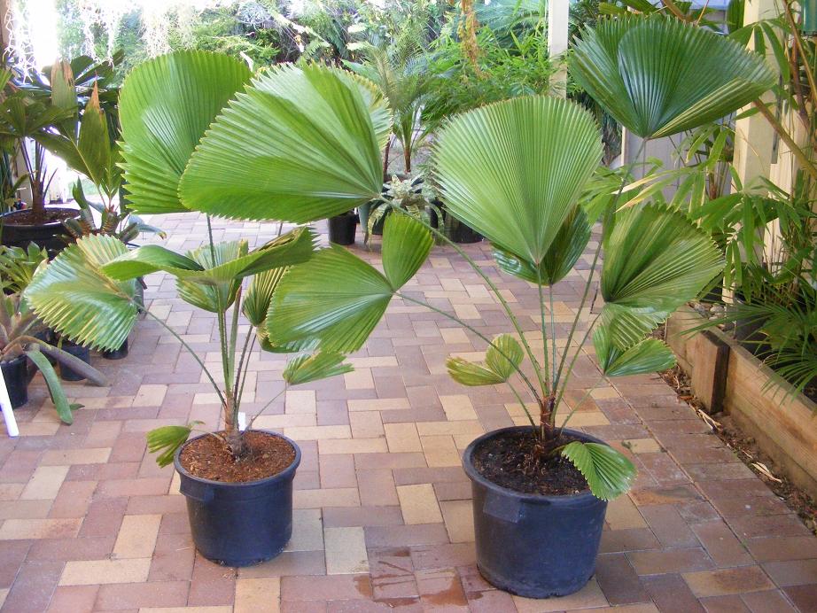Big W palms - DISCUSSING PALM TREES WORLDWIDE - PalmTalk