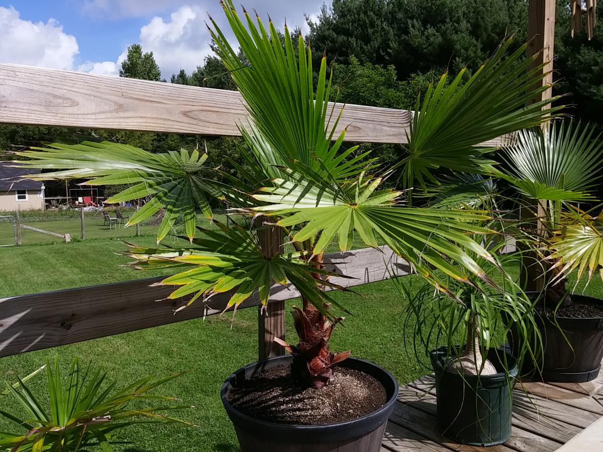 michigan palm update - DISCUSSING PALM TREES WORLDWIDE - PalmTalk