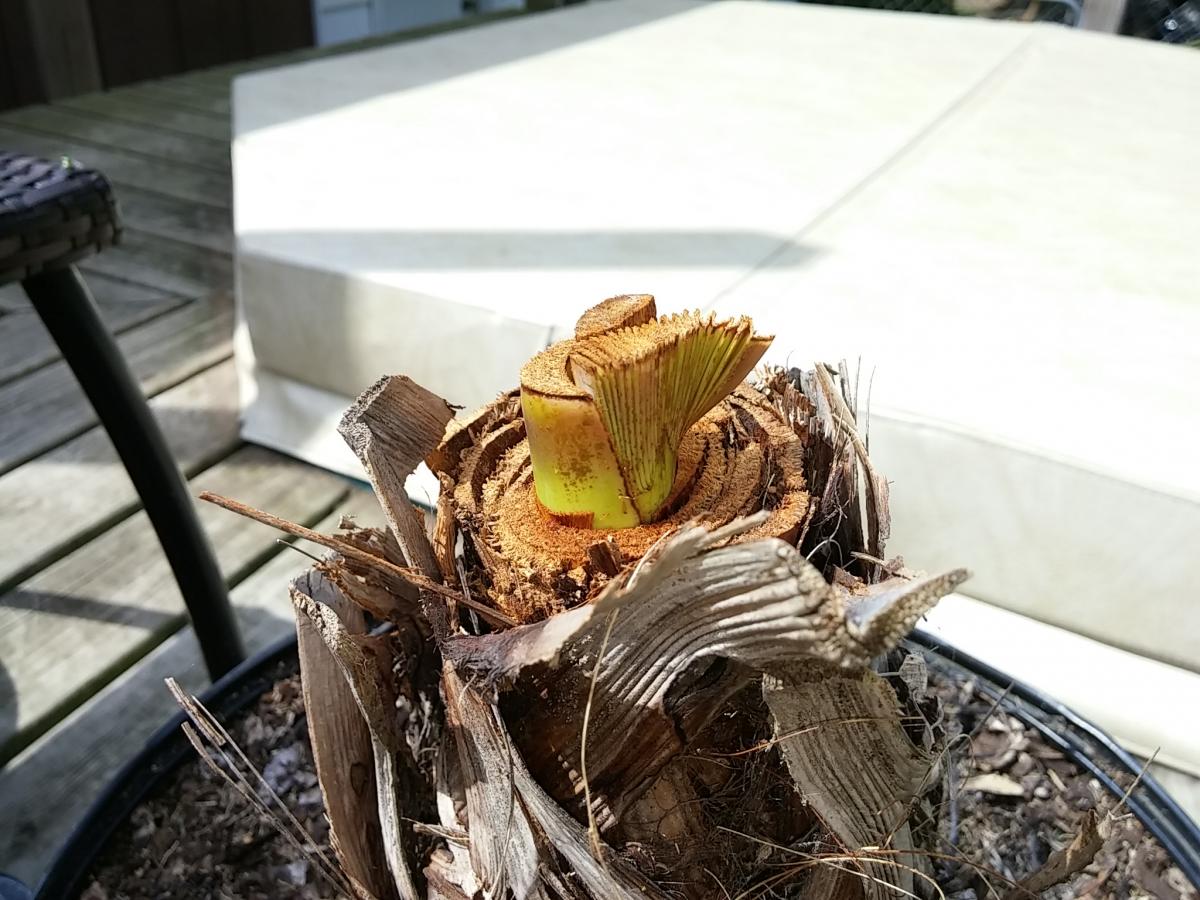 michigan palm update - DISCUSSING PALM TREES WORLDWIDE - PalmTalk