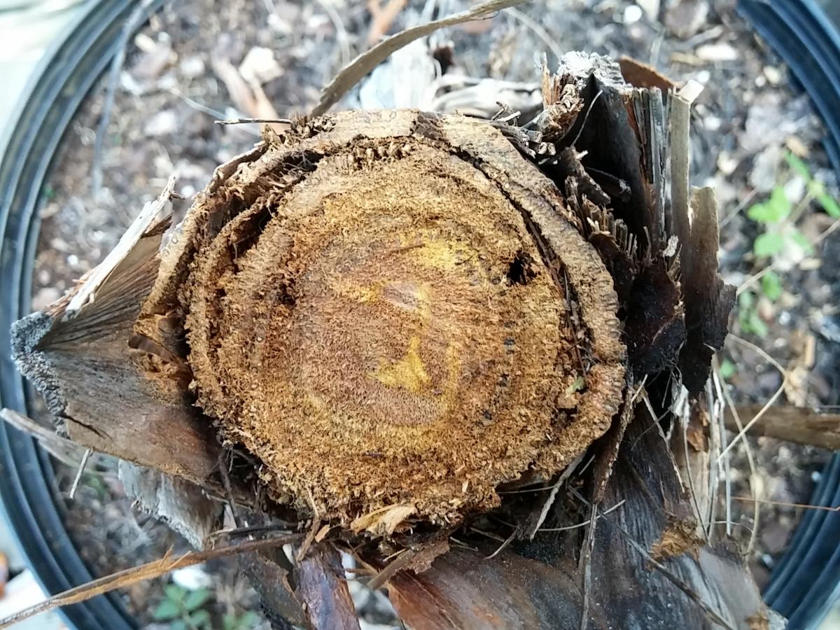 bud rot in bismarck - DISCUSSING PALM TREES WORLDWIDE - PalmTalk