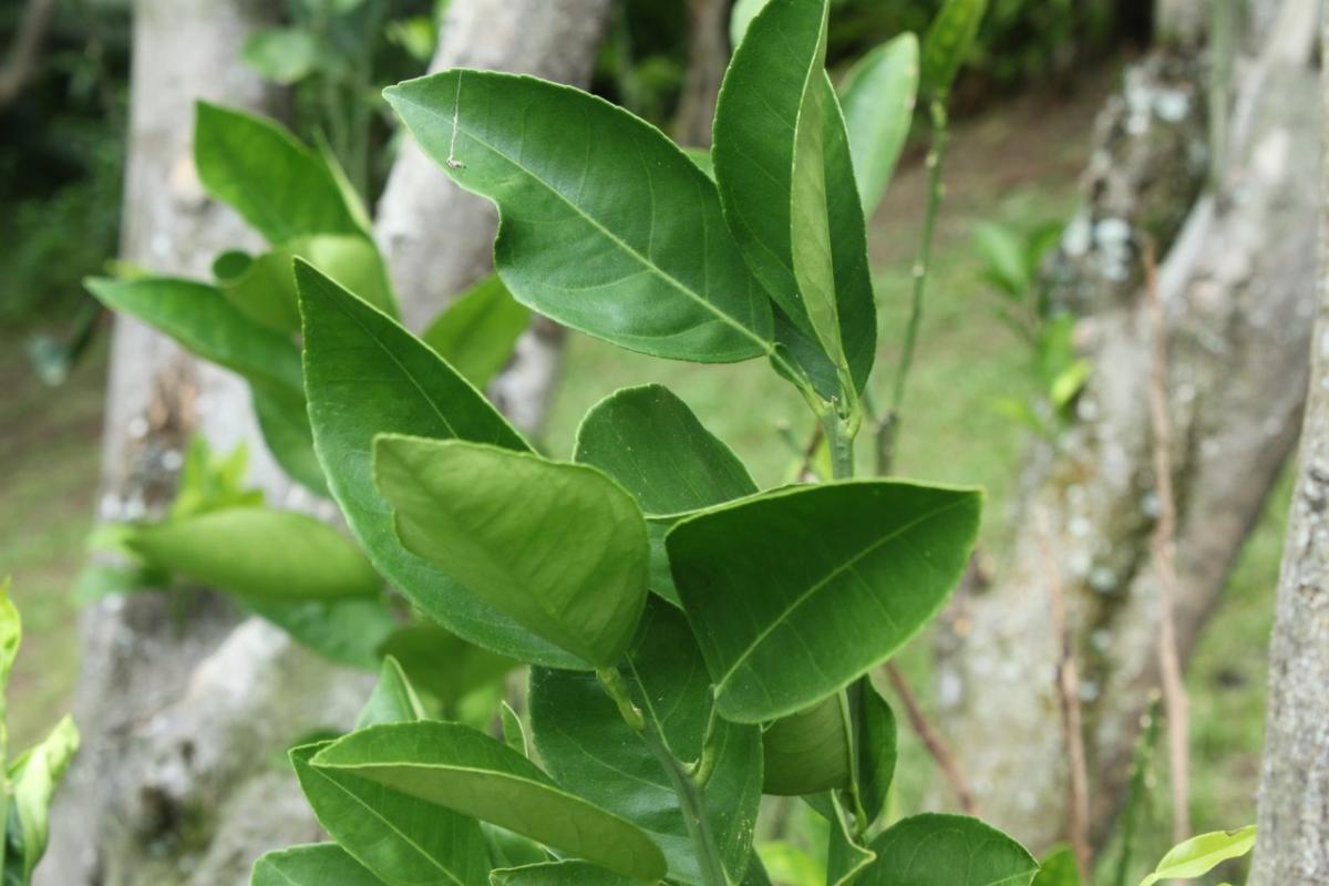 need advice on sick orange tree - TROPICAL LOOKING PLANTS - Other Than ...