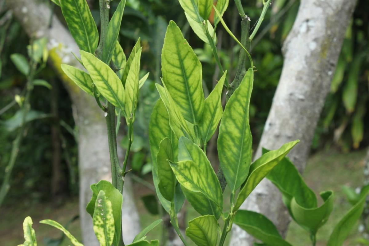 need advice on sick orange tree - TROPICAL LOOKING PLANTS - Other Than ...