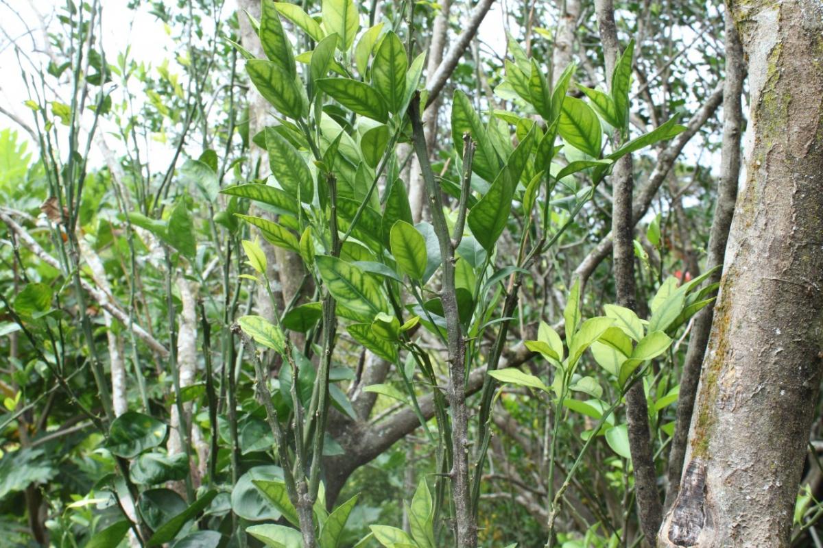 need advice on sick orange tree - TROPICAL LOOKING PLANTS - Other Than ...