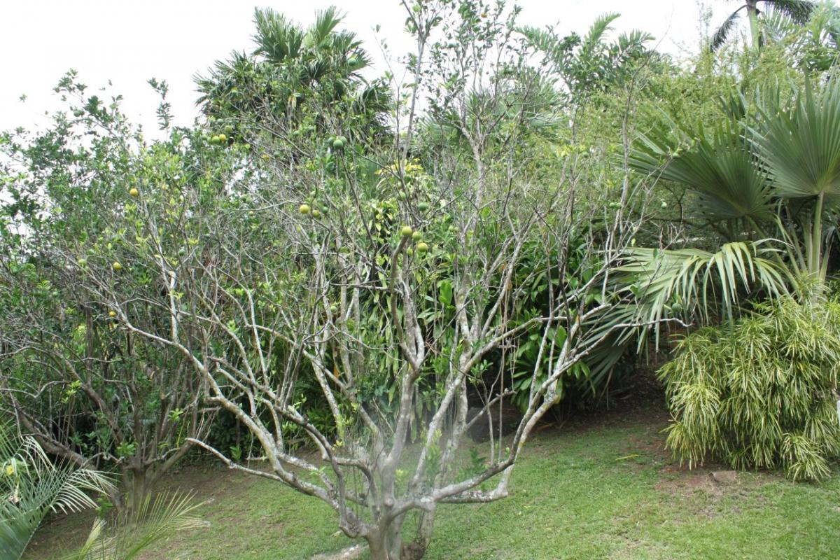 need advice on sick orange tree - TROPICAL LOOKING PLANTS - Other Than ...