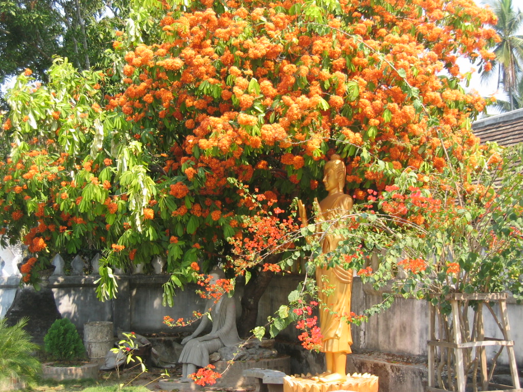 Ashoka...Sorrowless Tree in Full Bloom - TROPICAL LOOKING PLANTS ...