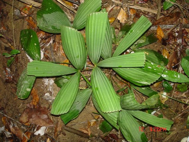 Dwarf Licuala Triphylla - DISCUSSING PALM TREES WORLDWIDE - PalmTalk