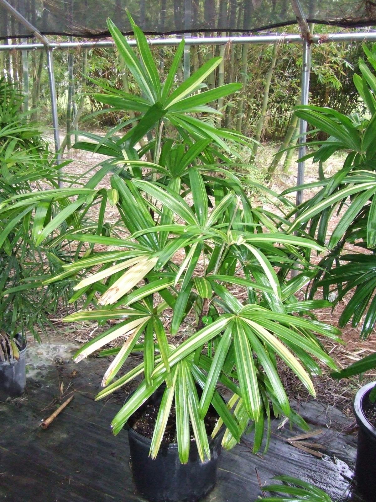 Larger variegated Rhapis - For Sale - PalmTalk