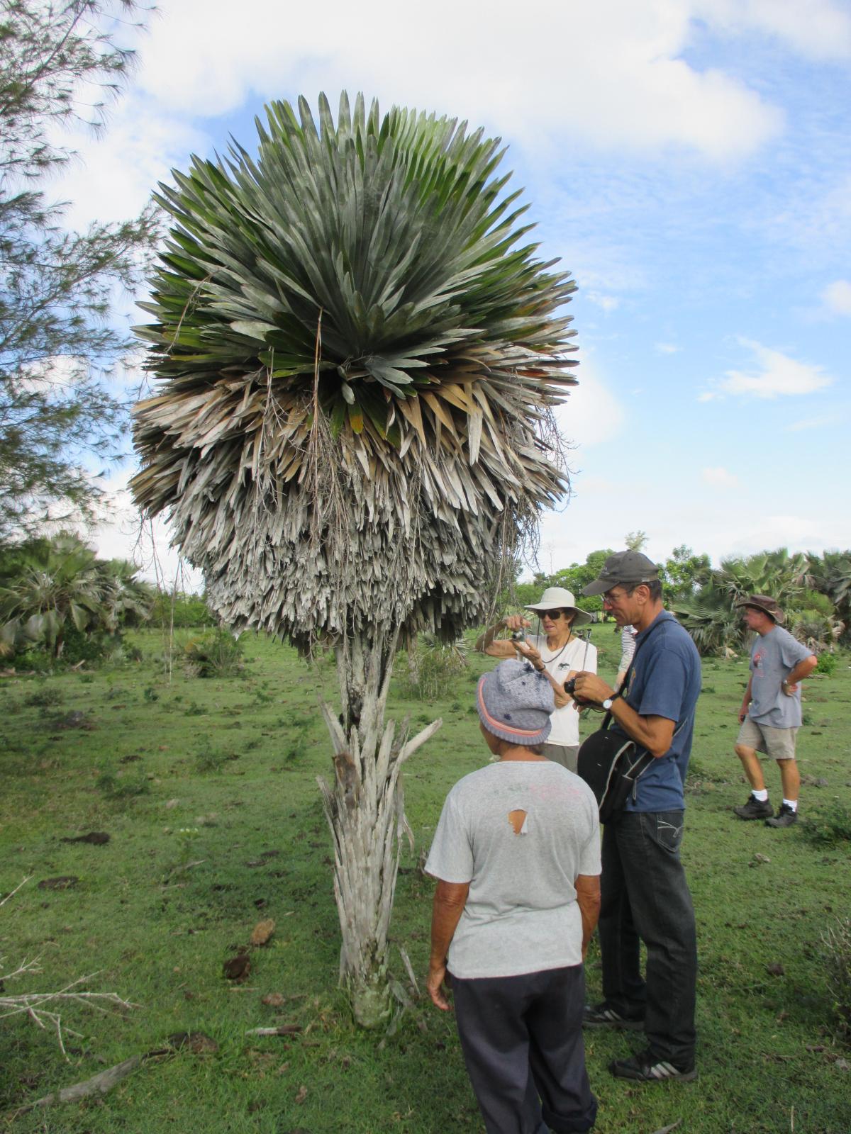 Copernicia cowellii : Habitat pics from Cuba - DISCUSSING PALM TREES ...