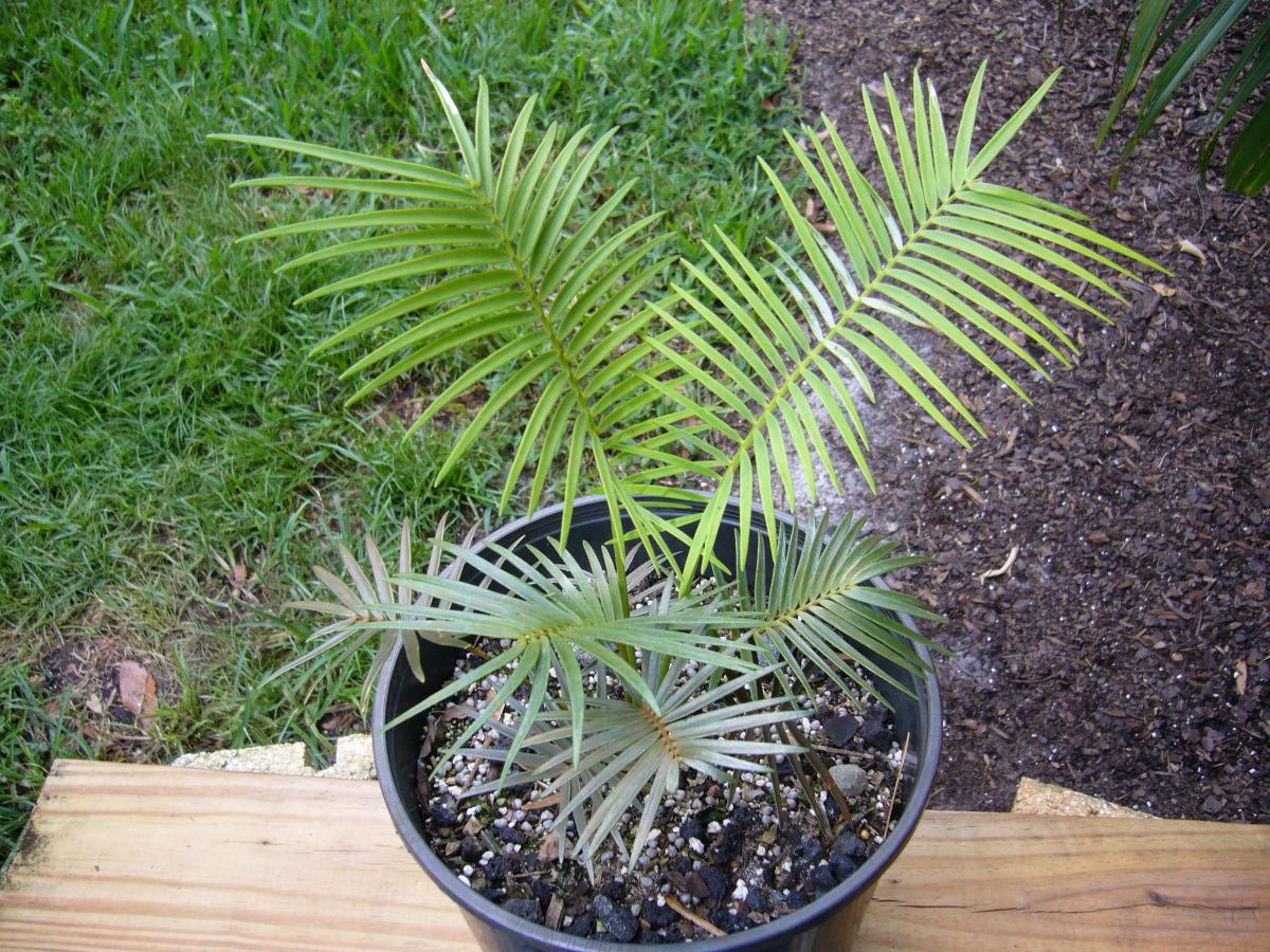 Microcycas 2 Year Old Plant - For Sale - PalmTalk