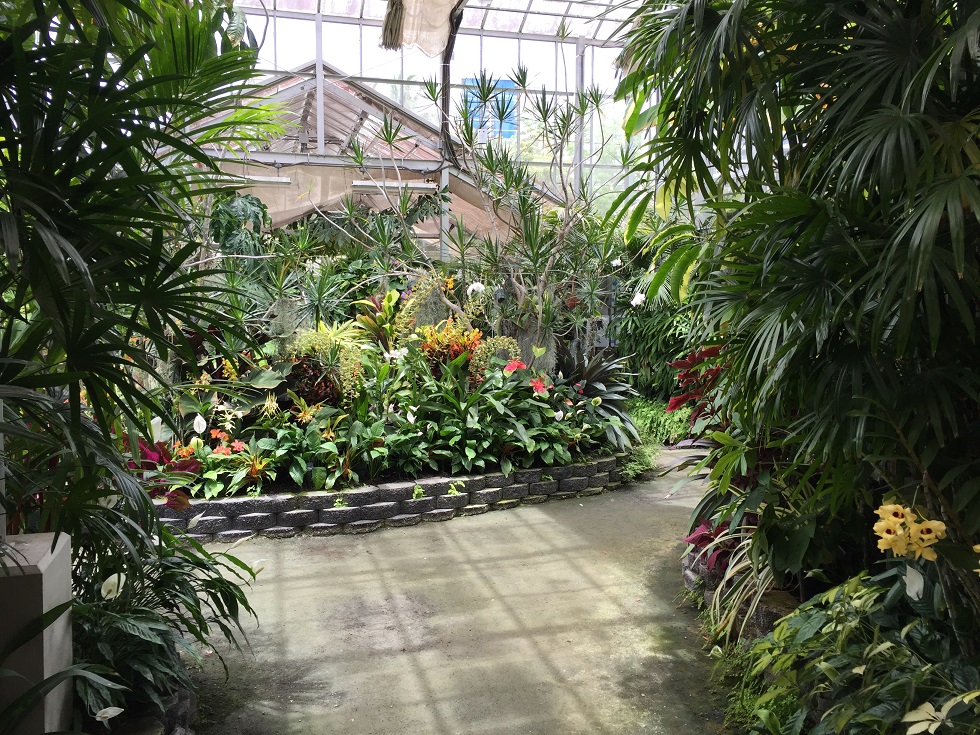 Foster botanical garden oahu hawaii - DISCUSSING PALM TREES WORLDWIDE ...