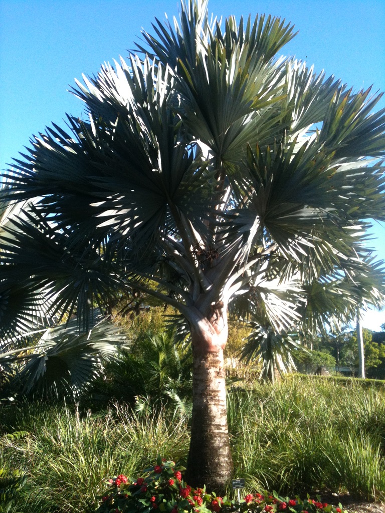 Bismarckia at Mt Cootha Brisbane - DISCUSSING PALM TREES WORLDWIDE ...