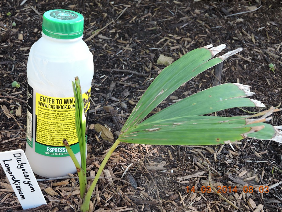 Ooh ahh Dictyocaryum lamarckianum - DISCUSSING PALM TREES WORLDWIDE ...