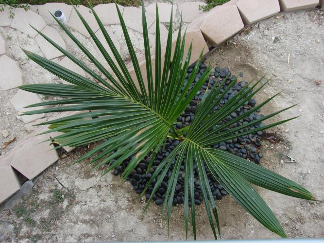 First palm in the ground... - DISCUSSING PALM TREES WORLDWIDE - PalmTalk