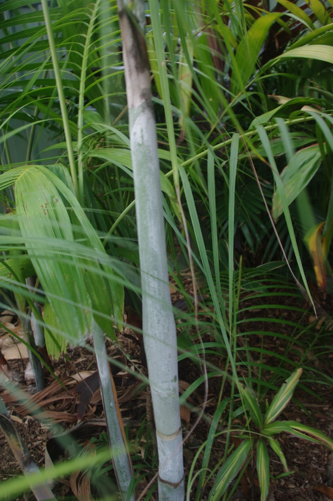 The White Post - DISCUSSING PALM TREES WORLDWIDE - PalmTalk