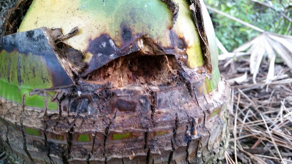 Palm Surgery - DISCUSSING PALM TREES WORLDWIDE - PalmTalk