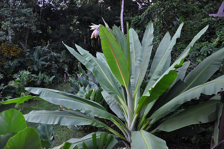 Giant Ensete superbum finally flowers! - TROPICAL LOOKING PLANTS ...