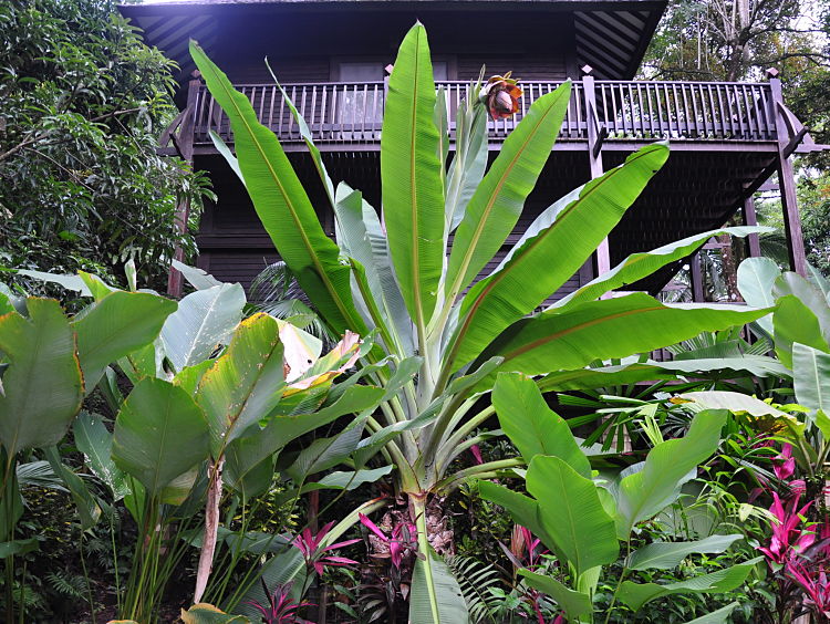 Giant Ensete superbum finally flowers! - TROPICAL LOOKING PLANTS ...