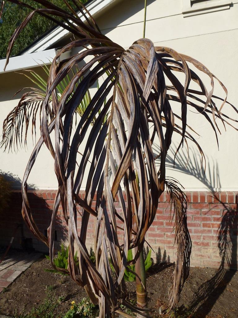 My King Palm In San Jose California Is It Dying DISCUSSING PALM My King Palm In San Jose California Is It Dying DISCUSSING PALM