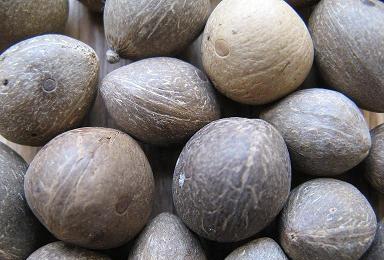 Butia capitata germination - DISCUSSING PALM TREES WORLDWIDE - PalmTalk