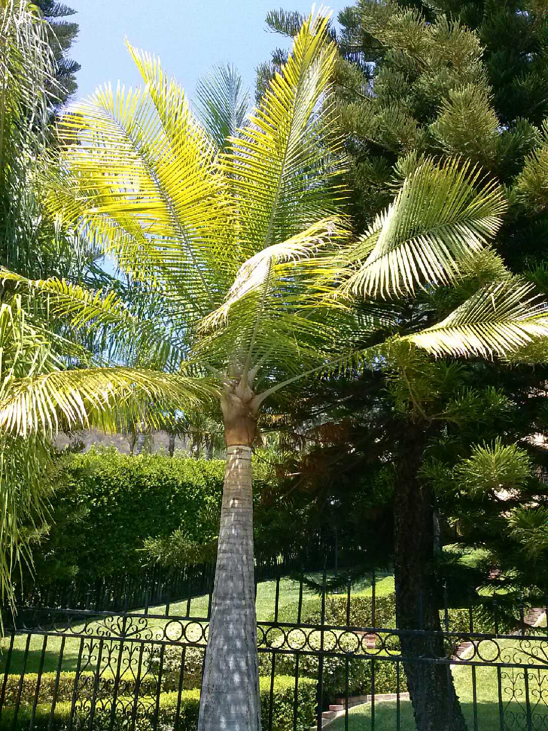 Ravenea in Glendale,CA. - DISCUSSING PALM TREES WORLDWIDE - PalmTalk
