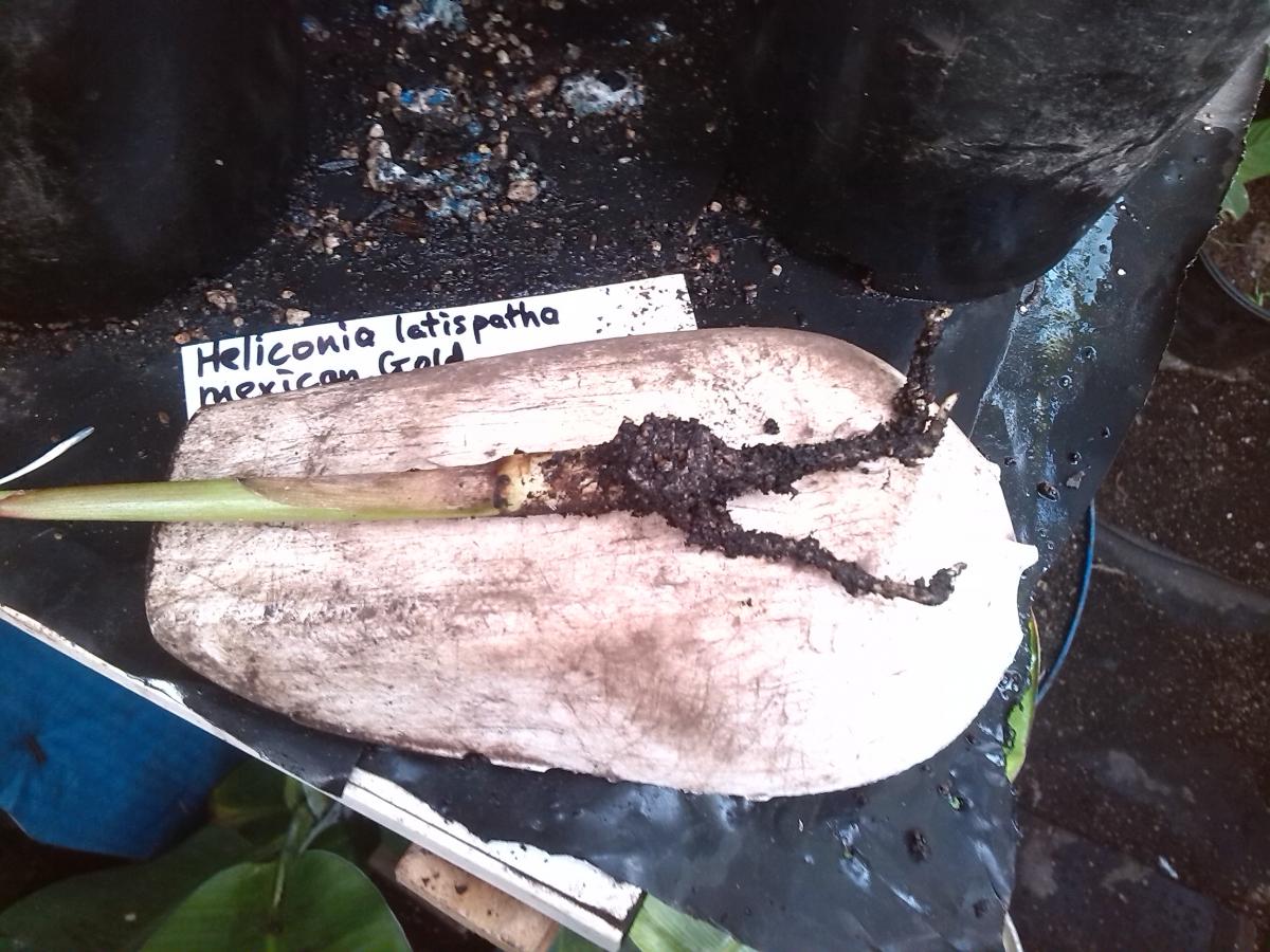 Heliconias can be progagated via root hormone. - TROPICAL LOOKING ...