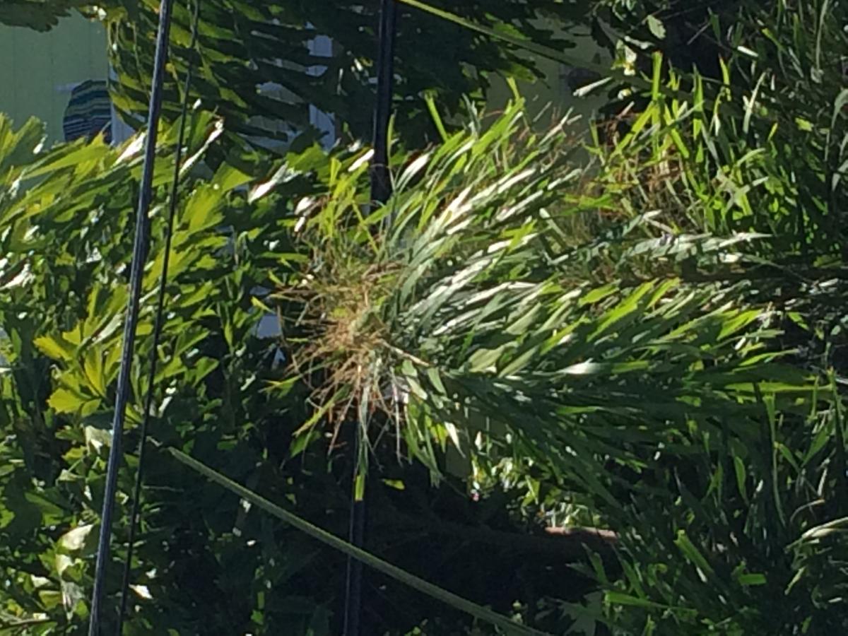 What is wrong with my Foxtails, is this frizzle top? - DISCUSSING PALM ...