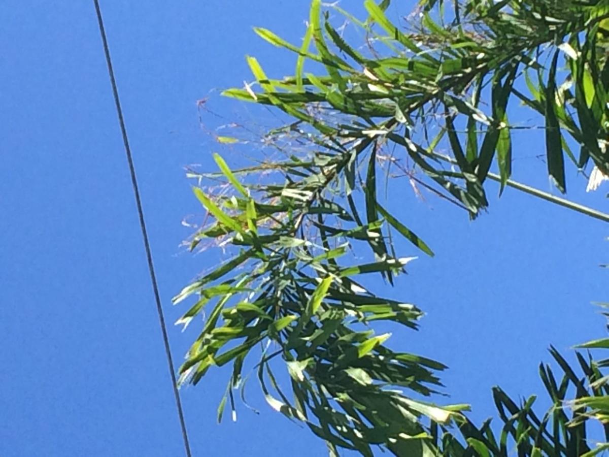 What is wrong with my Foxtails, is this frizzle top? - DISCUSSING PALM ...