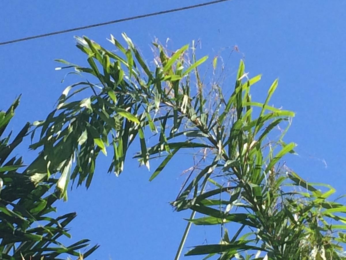 What is wrong with my Foxtails, is this frizzle top? - DISCUSSING PALM ...