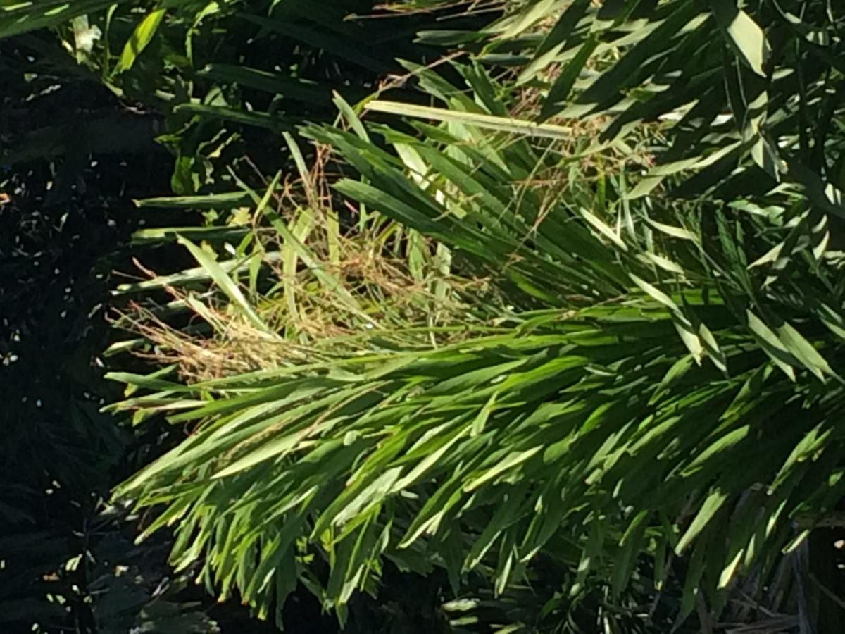 What is wrong with my Foxtails, is this frizzle top? - DISCUSSING PALM ...