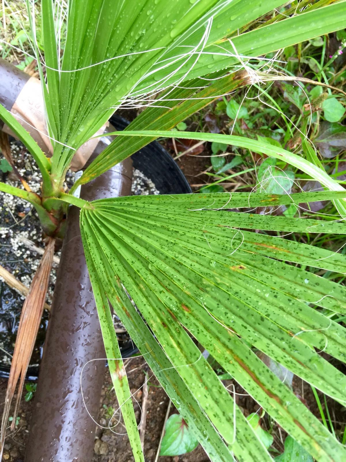 Washy with spots - DISCUSSING PALM TREES WORLDWIDE - PalmTalk