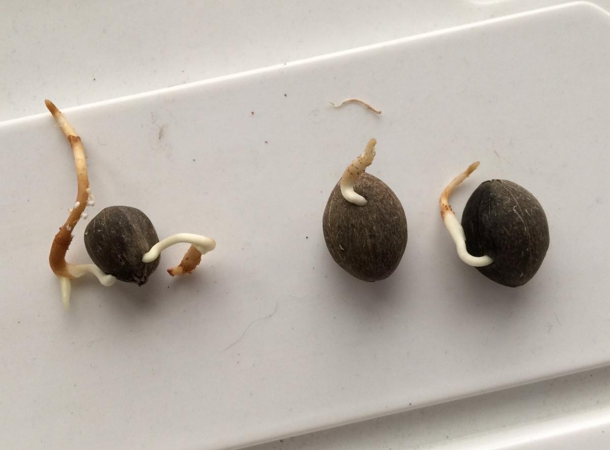 Good results with mule seeds - DISCUSSING PALM TREES WORLDWIDE - PalmTalk