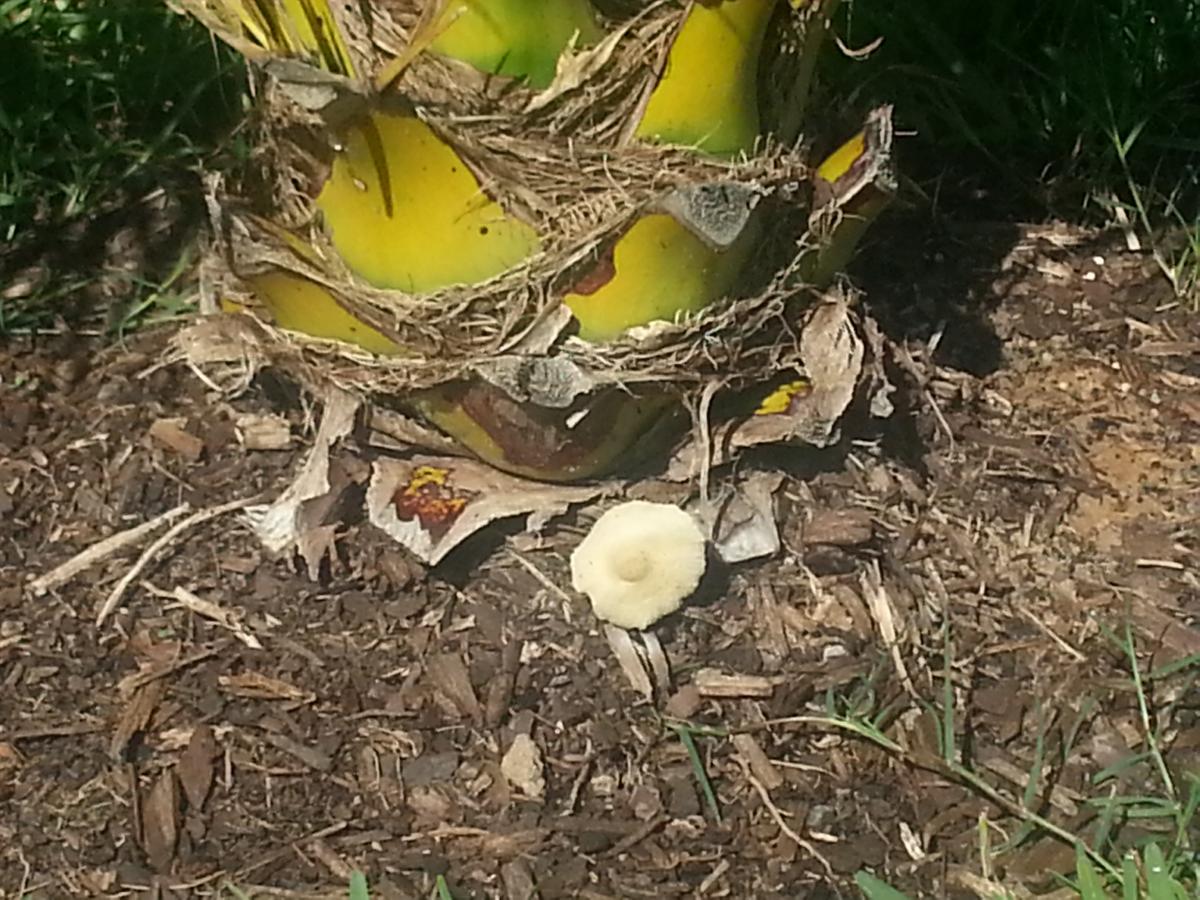 Does my Canary Island Date Palm have root rot? - DISCUSSING PALM TREES ...