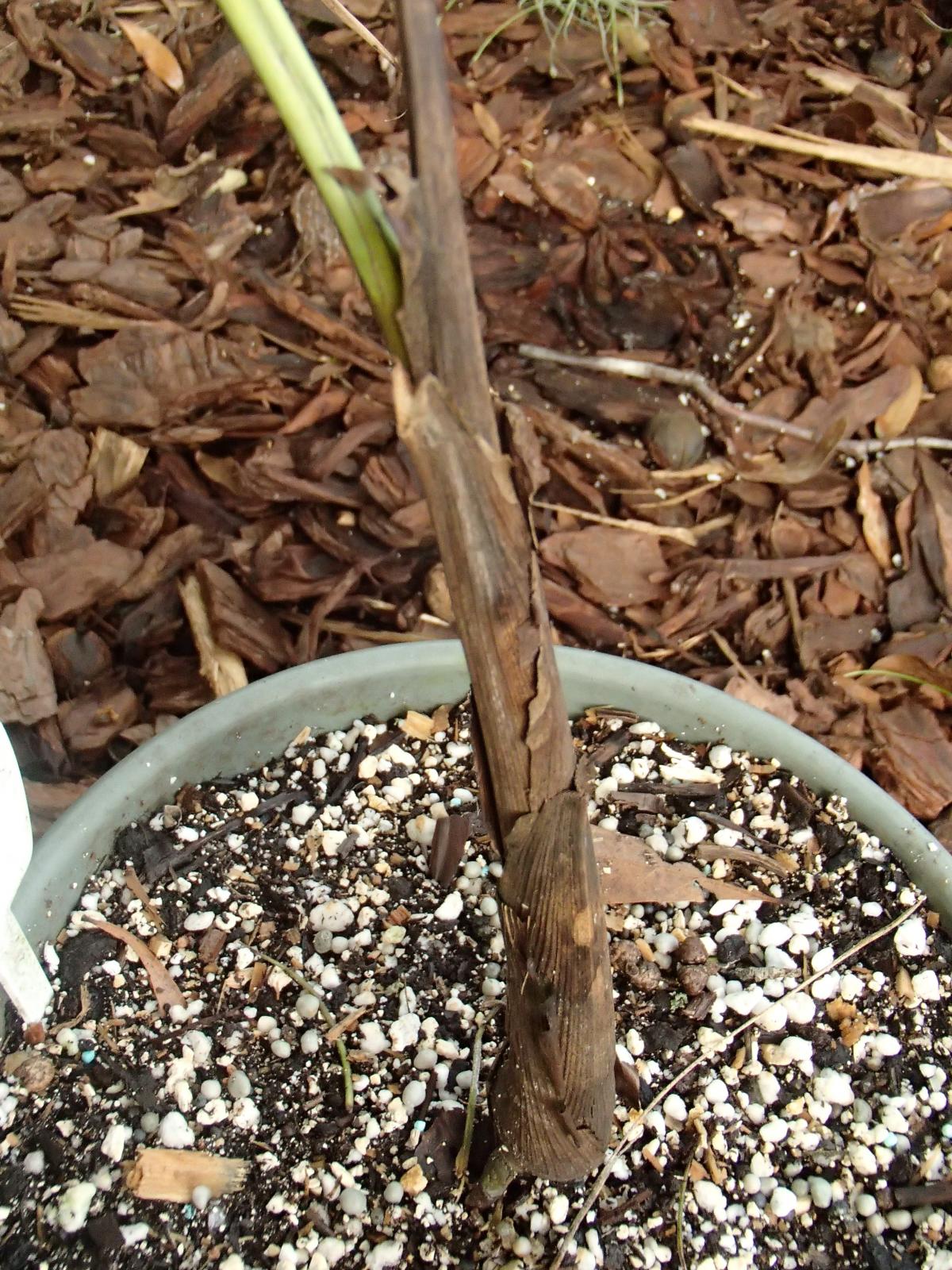 Pananga caesia help, please - DISCUSSING PALM TREES WORLDWIDE - PalmTalk